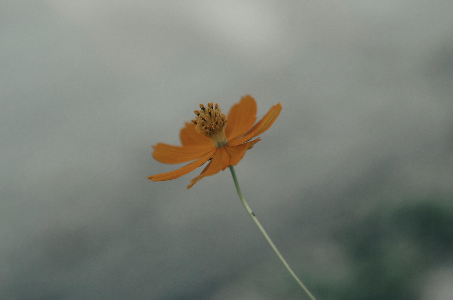 Like a Flower – GIFTS